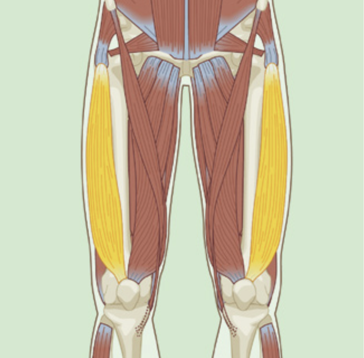 Leg Muscle – Vastus Lateralis – CoachEliasNunez